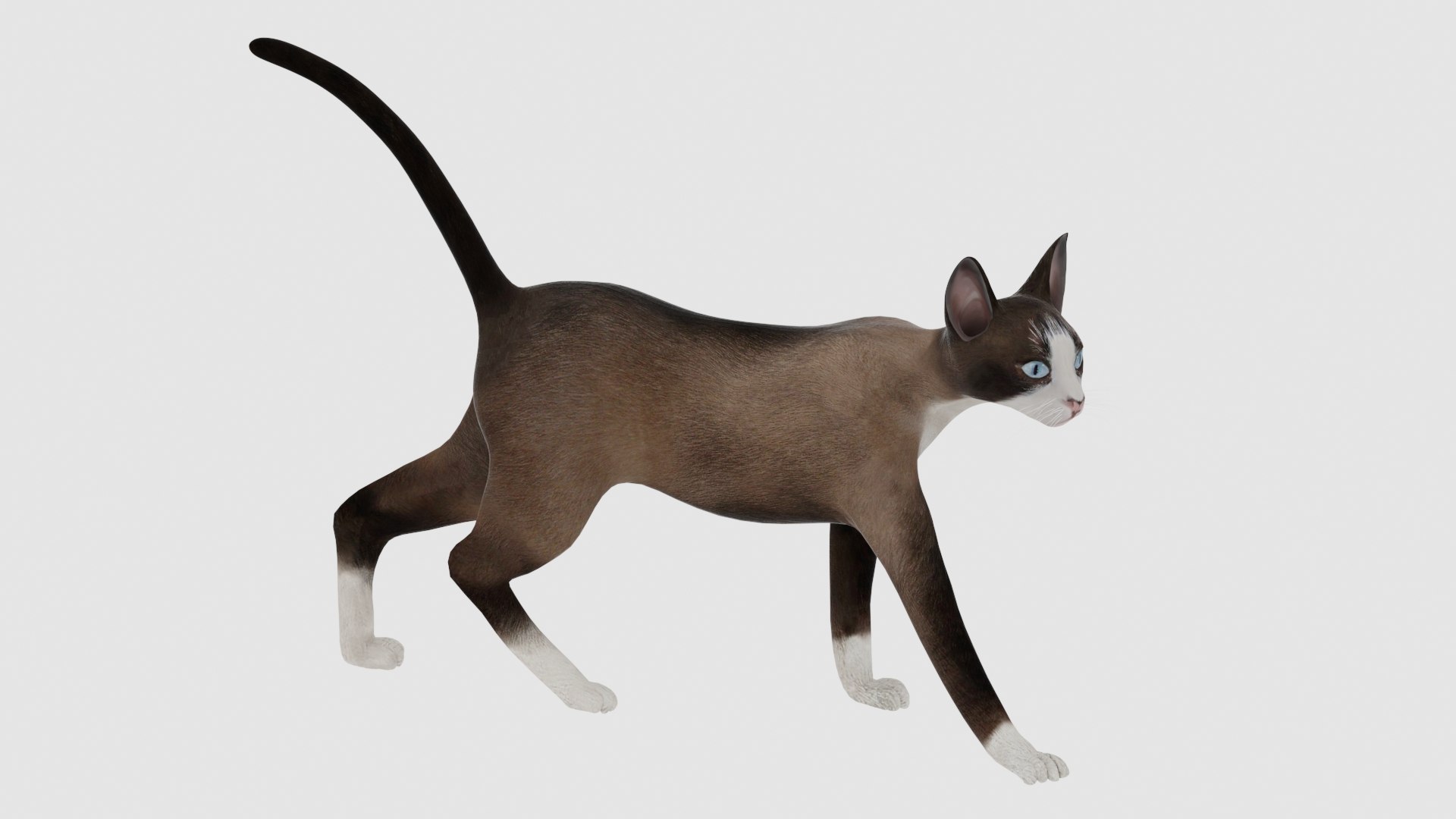 3D Model Brown Cat - TurboSquid 2079589
