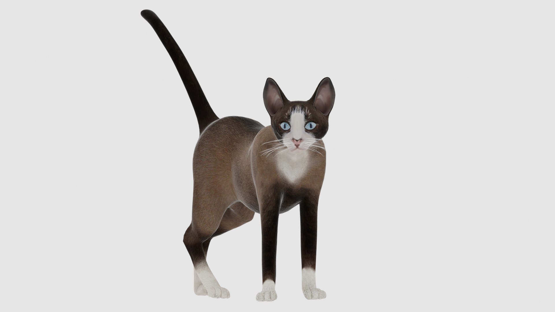 3D Model Brown Cat - TurboSquid 2079589