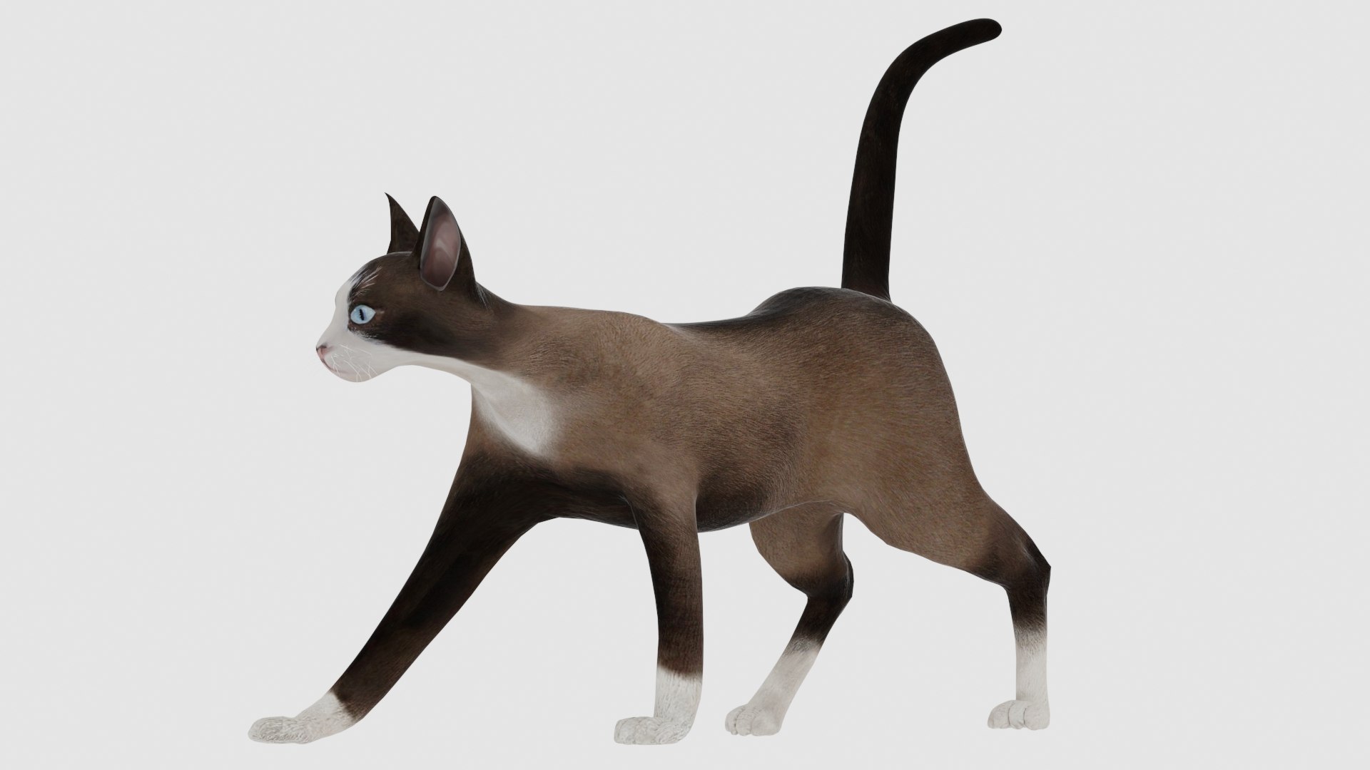 3D Model Brown Cat - TurboSquid 2079589