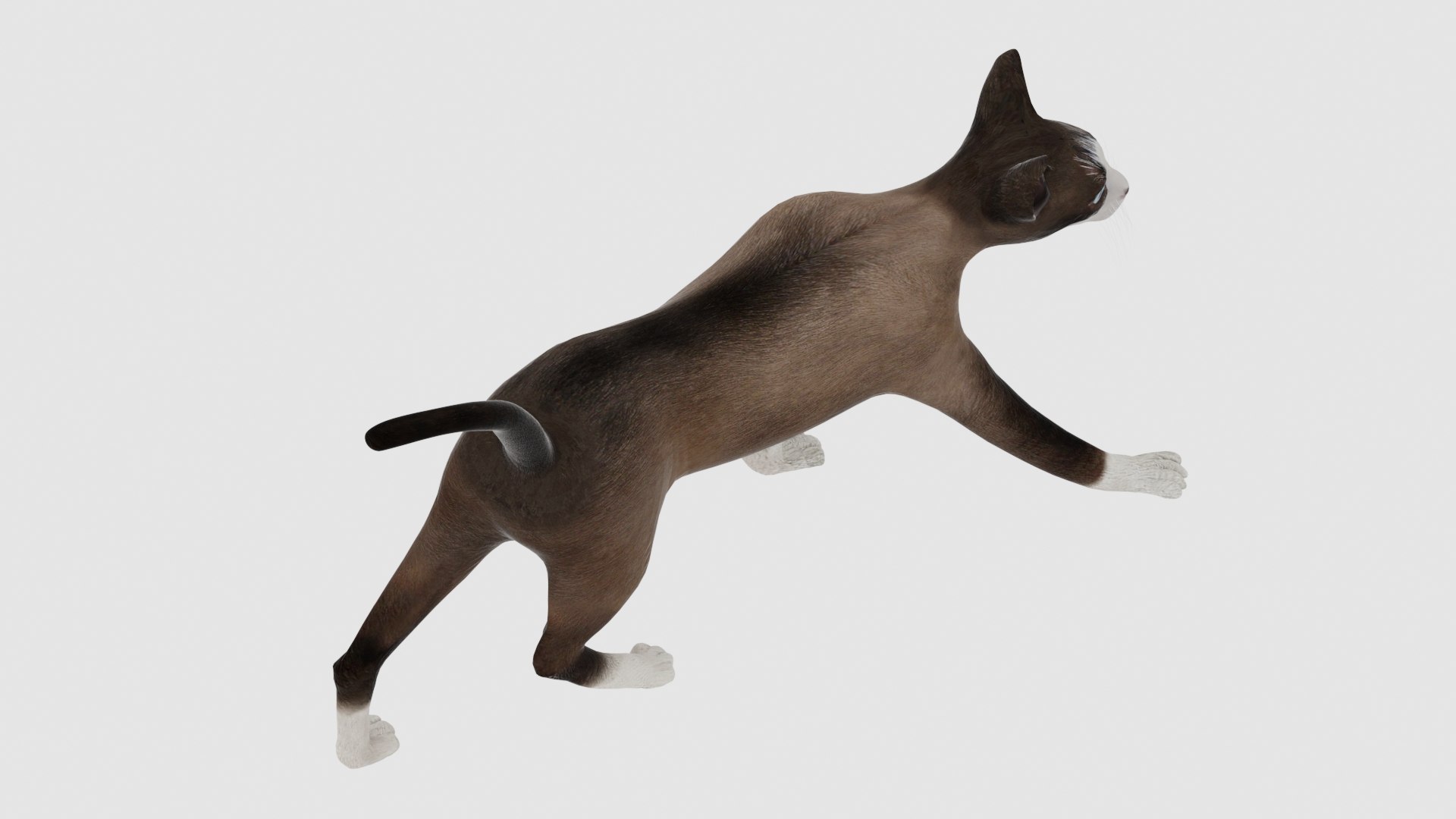 3D Model Brown Cat - TurboSquid 2079589