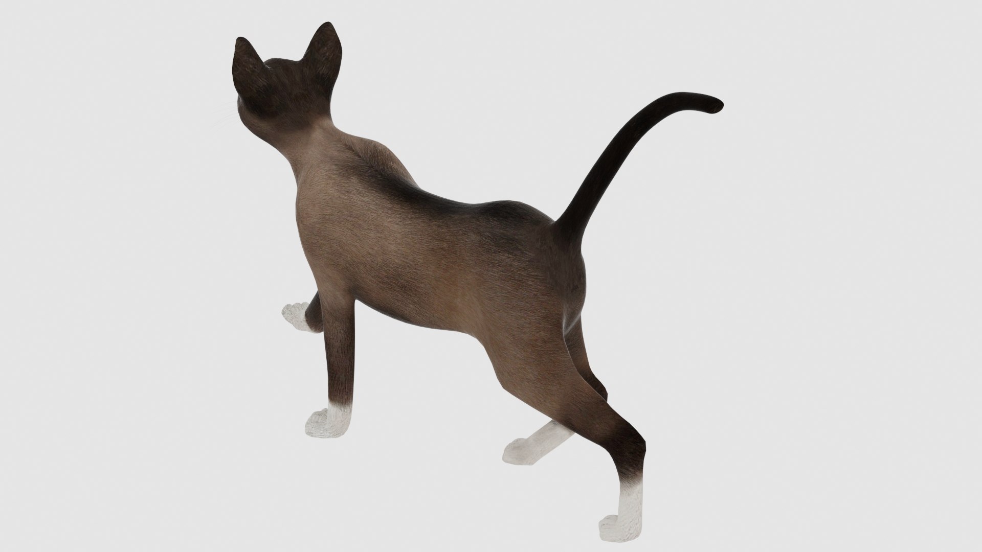 3D Model Brown Cat - TurboSquid 2079589