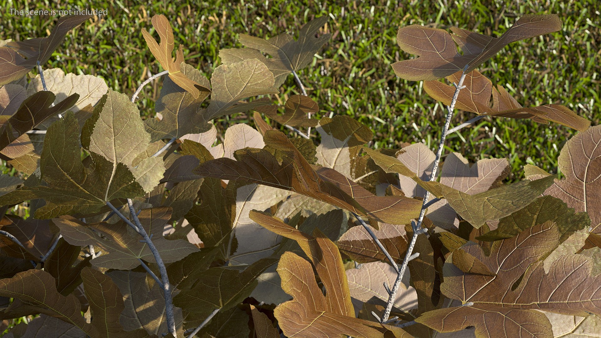 Autumn Fig Tree Trunks 3D Model - TurboSquid 1681346
