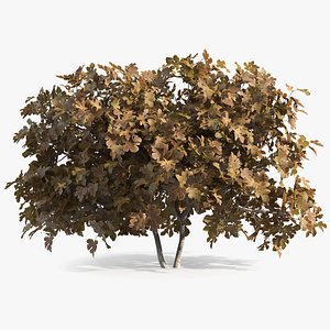 Free 3D Fig-Tree Models | TurboSquid