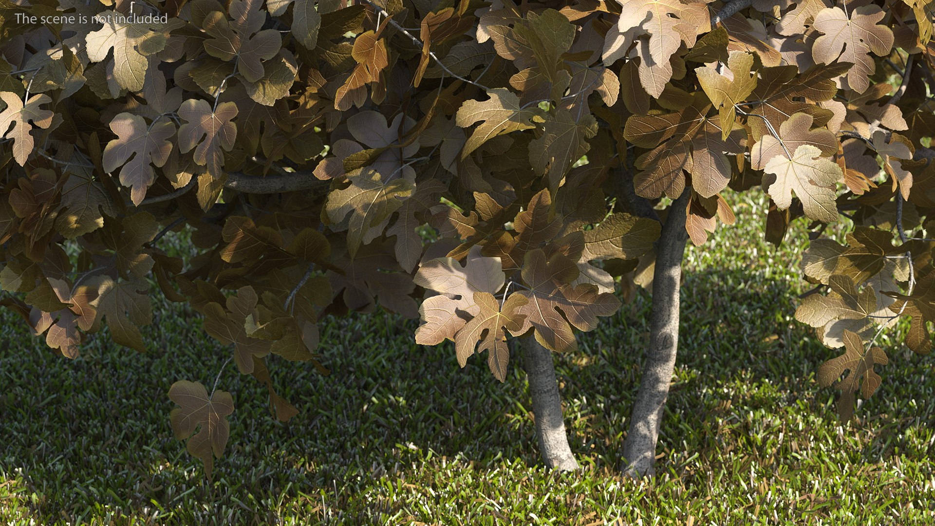 Autumn Fig Tree Trunks 3D Model - TurboSquid 1681346