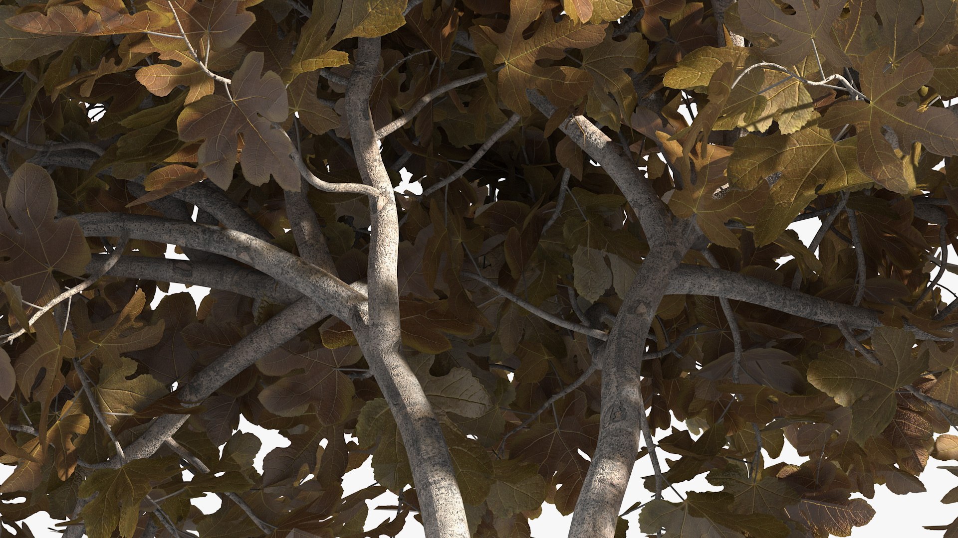Autumn Fig Tree Trunks 3D Model - TurboSquid 1681346