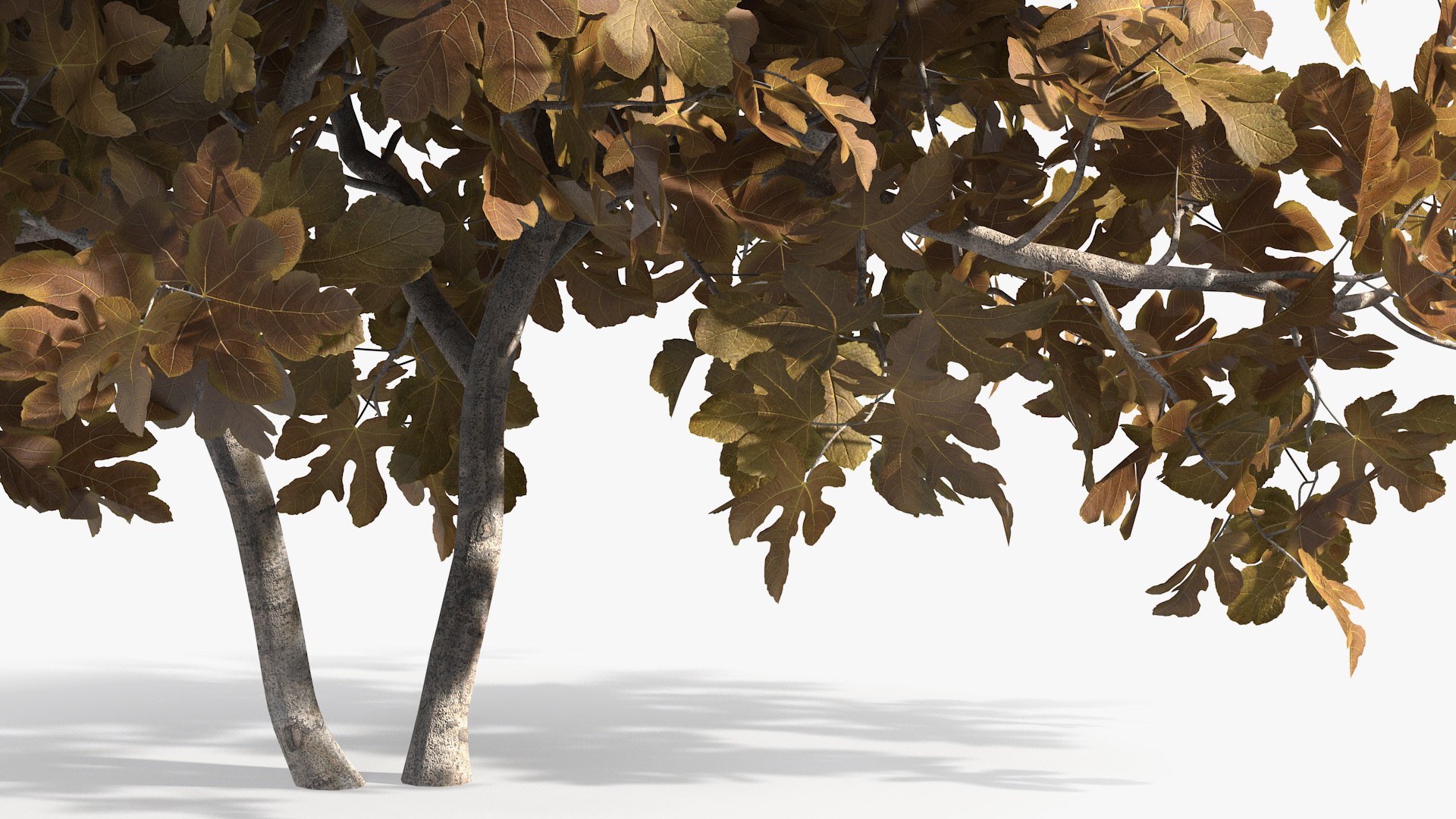 Autumn Fig Tree Trunks 3D Model - TurboSquid 1681346