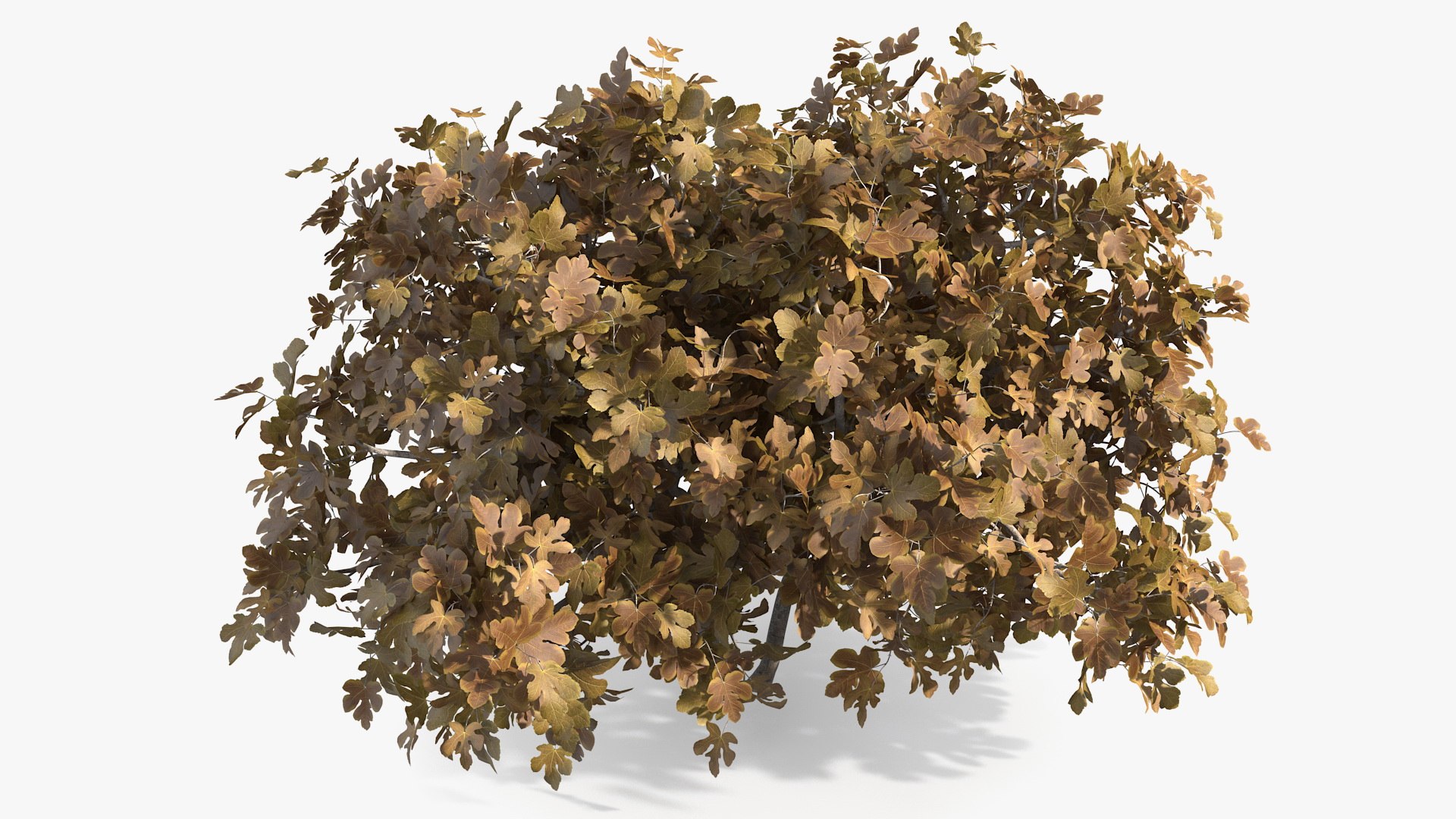 Autumn Fig Tree Trunks 3D Model - TurboSquid 1681346