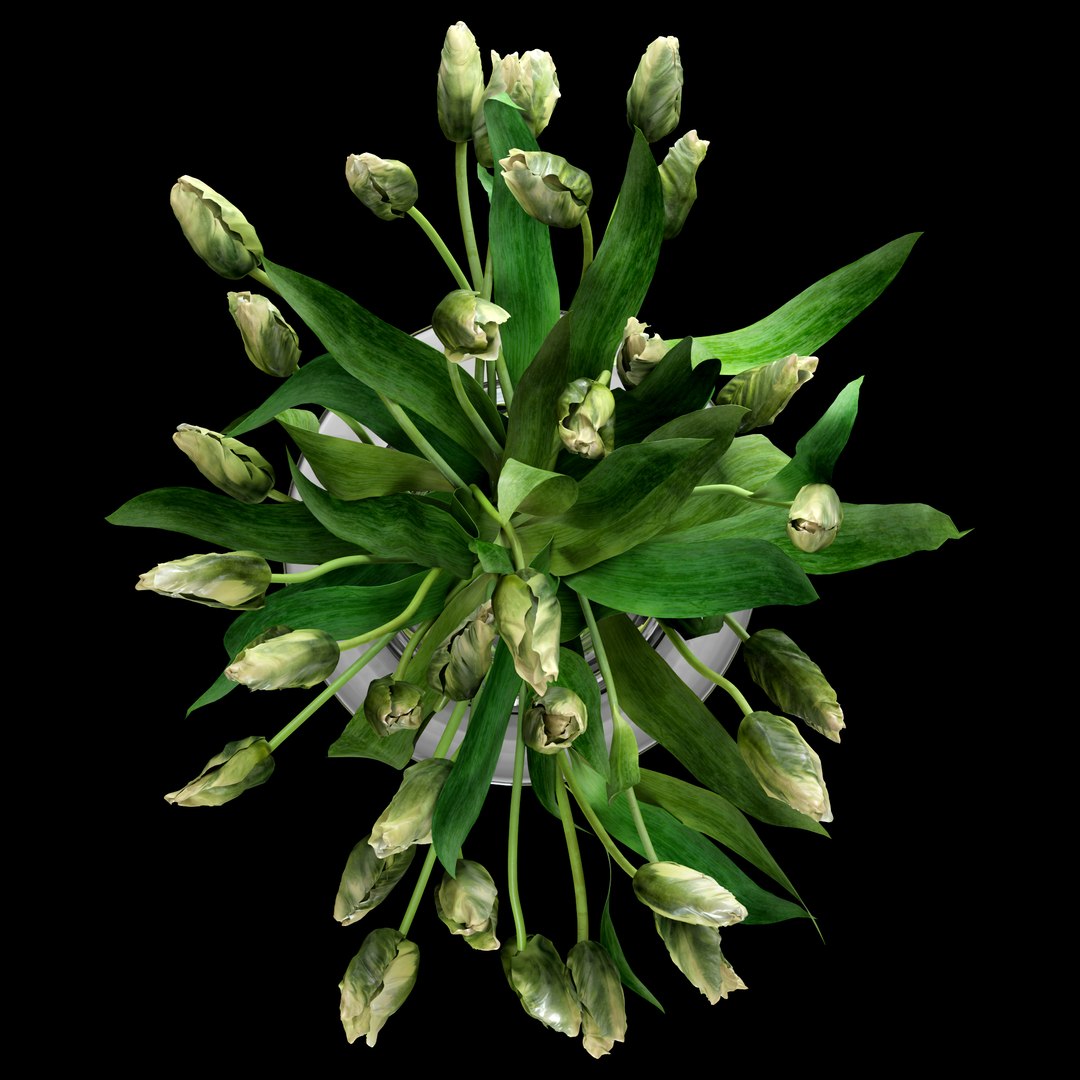 3d Realistic Green Parrot Tulips