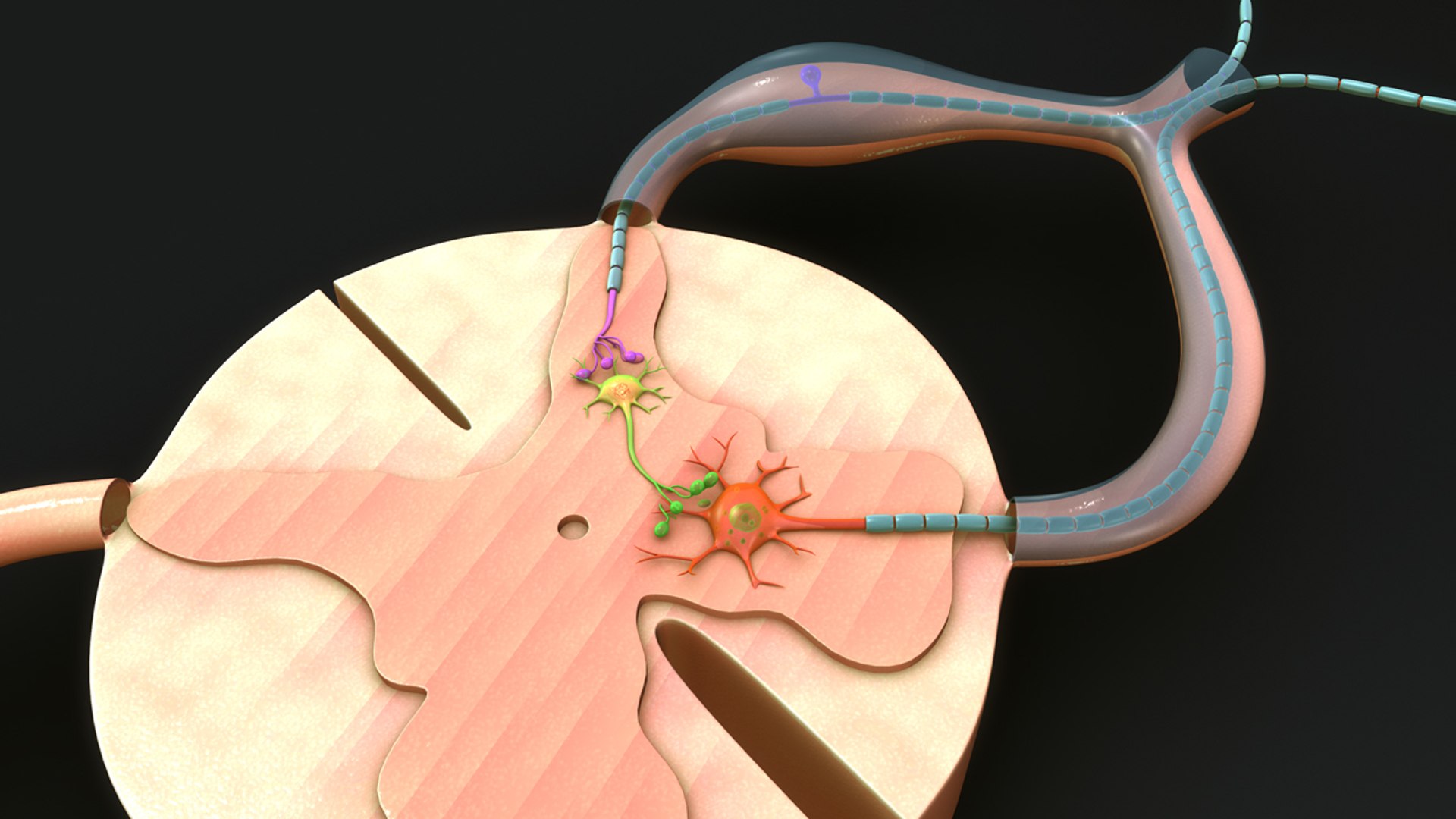 3d Model Reflex Action