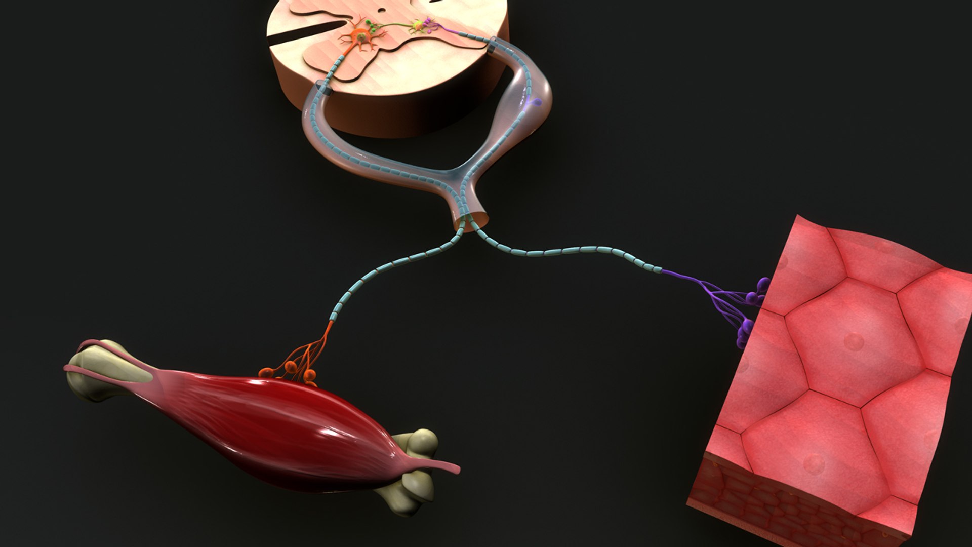 3d Model Reflex Action