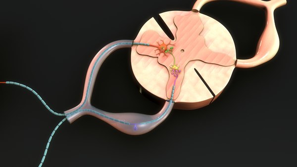 3d model reflex action