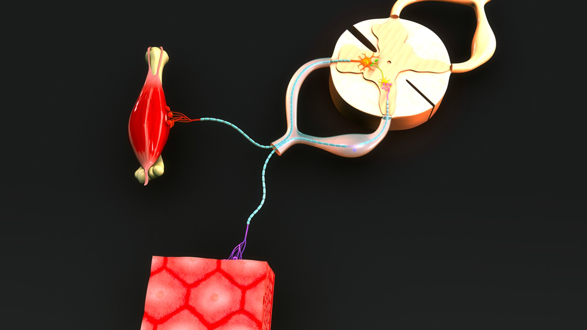 3d Model Reflex Action