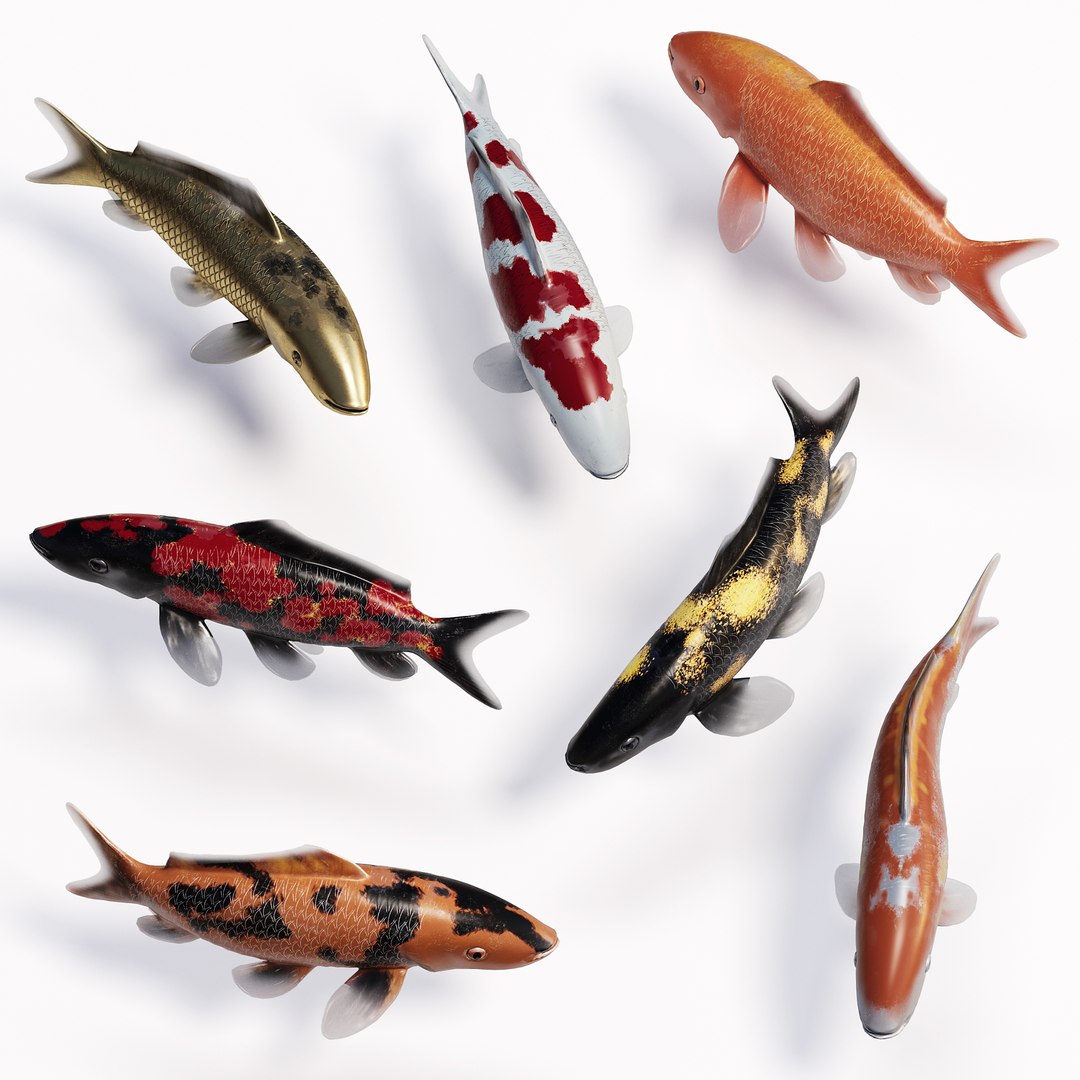 3D Model Koi Fish For Ponds And Lakes Med-Poly - TurboSquid 2133199