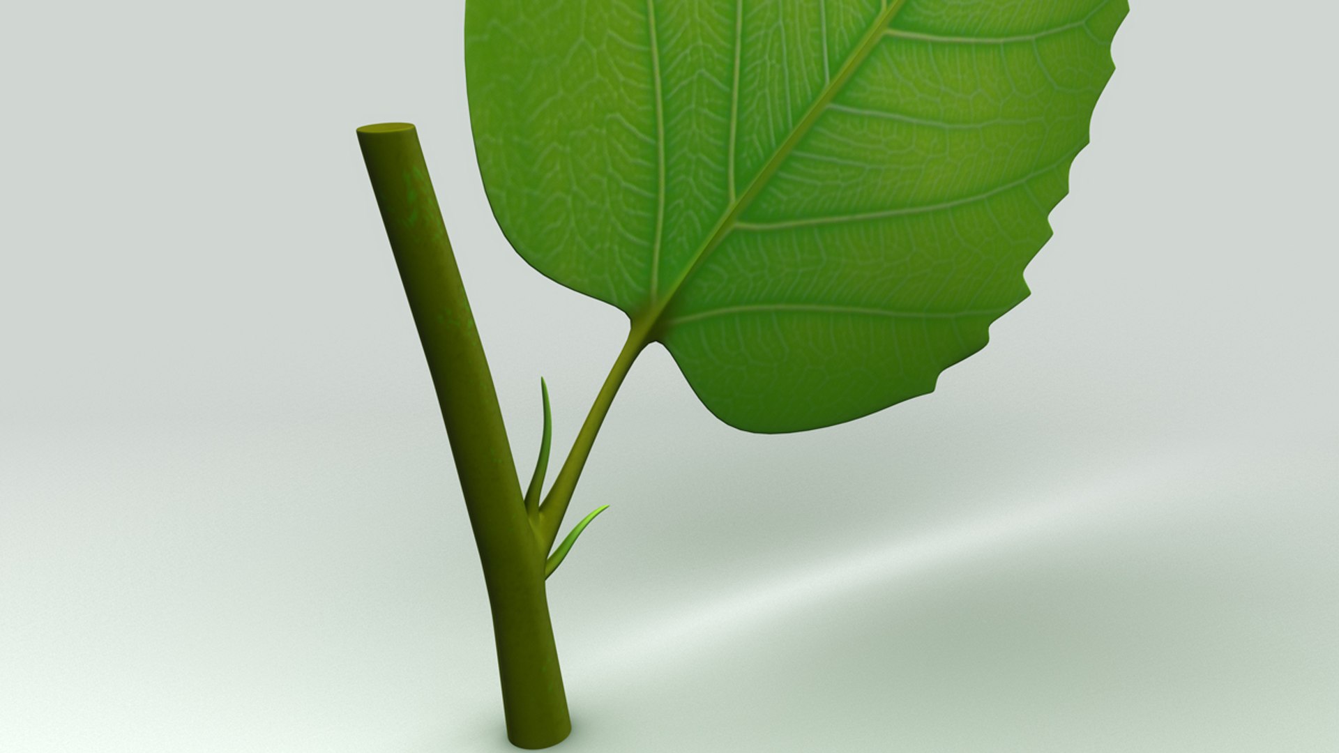 Plant Leaf 3d Model