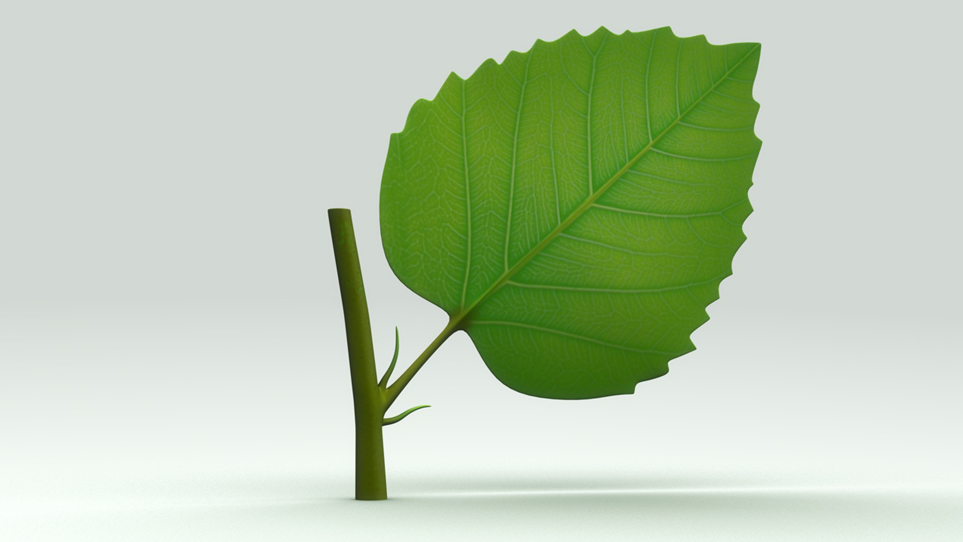 Plant Leaf 3d Model