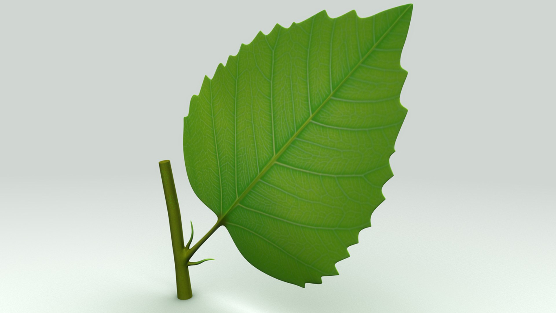 Plant Leaf 3d Model
