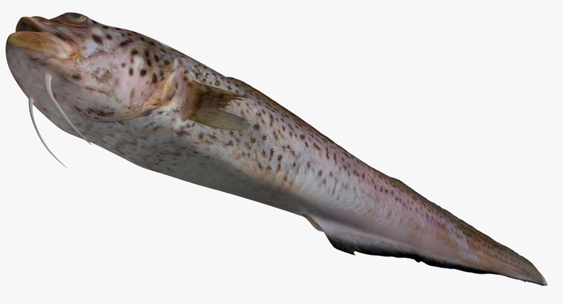 3D Spotted Cusk Eel - - TurboSquid 1334291
