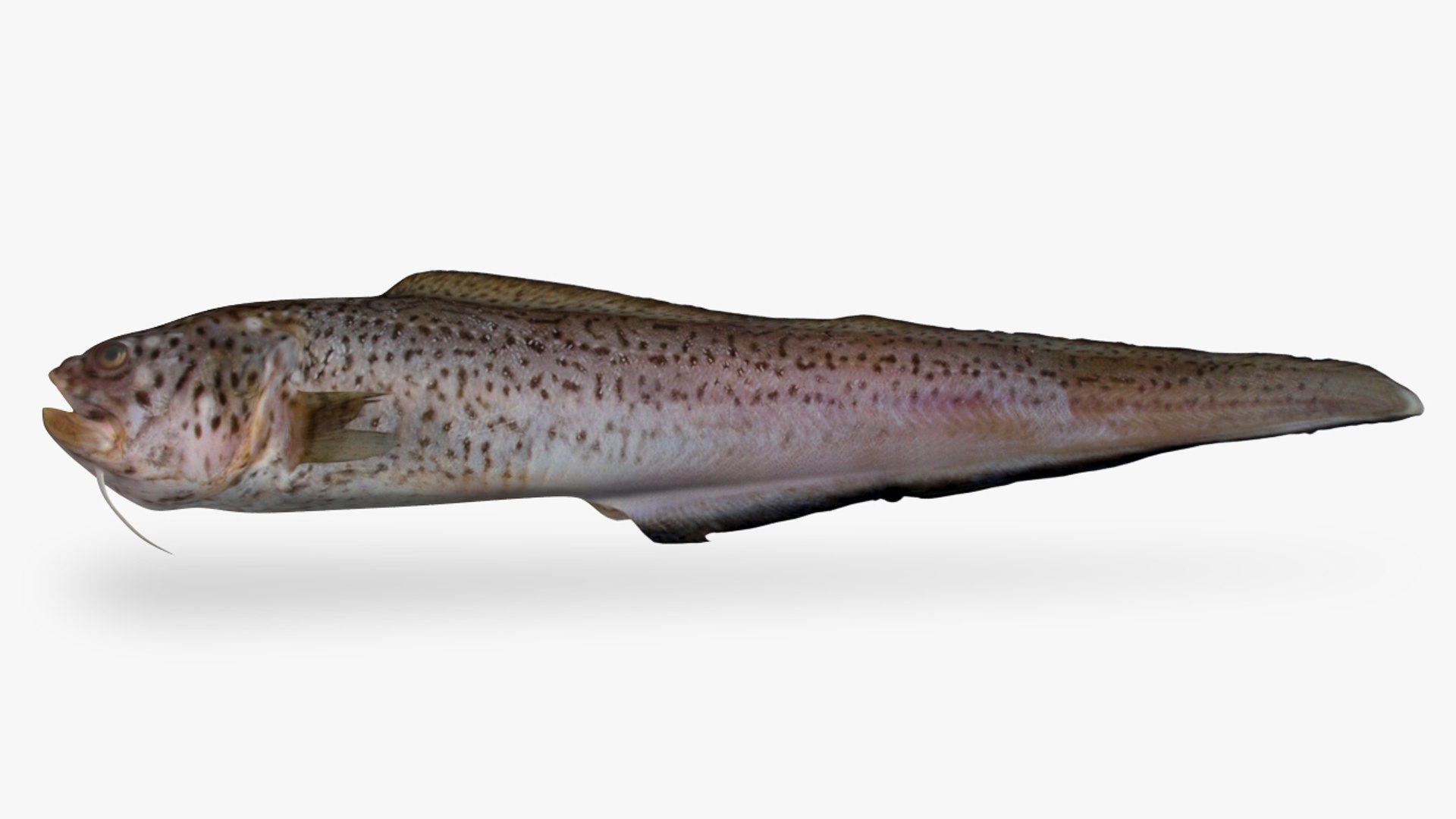 3D Spotted Cusk Eel - - TurboSquid 1334291