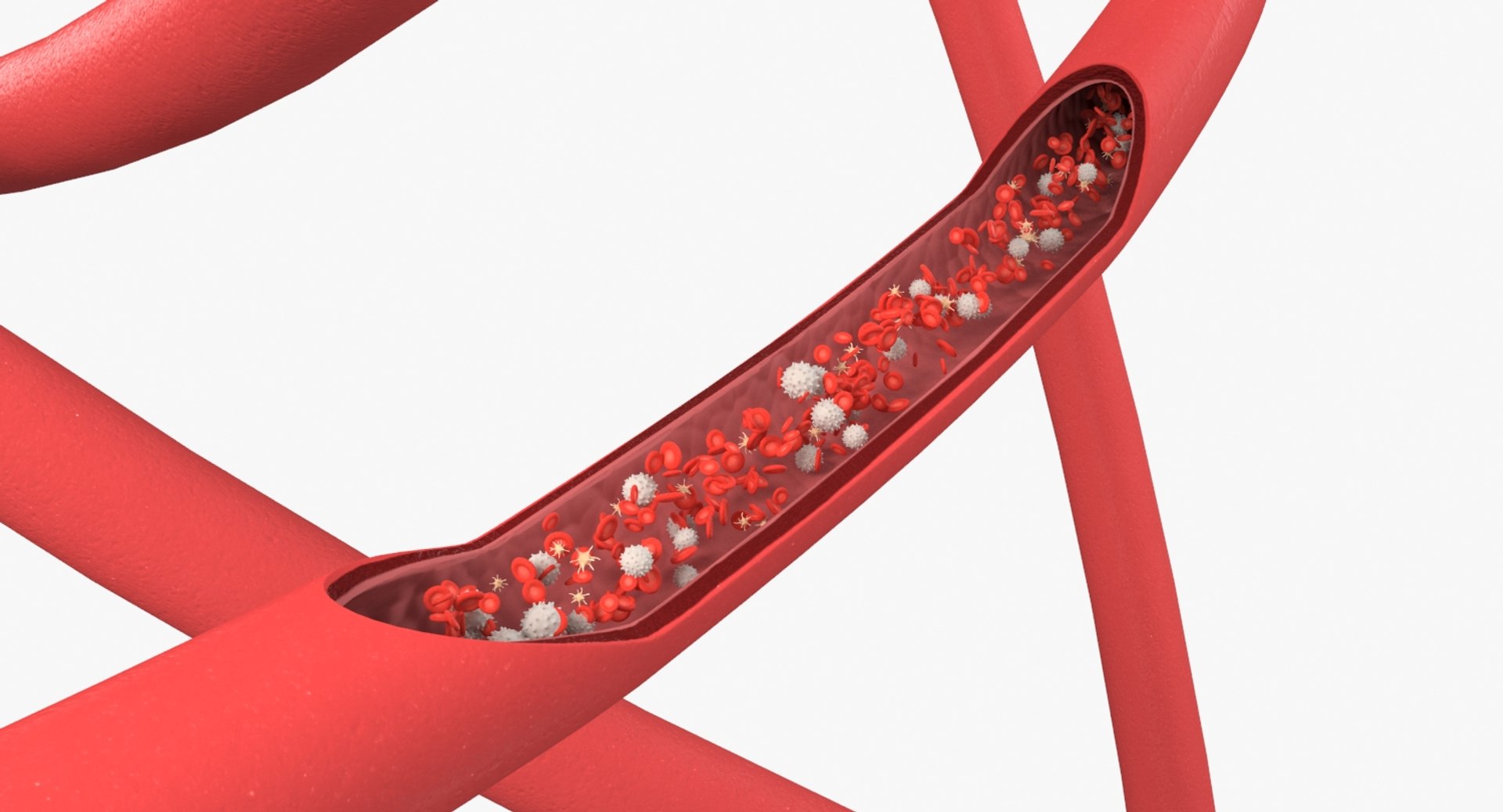 Bloodstream animation model - TurboSquid 1328009