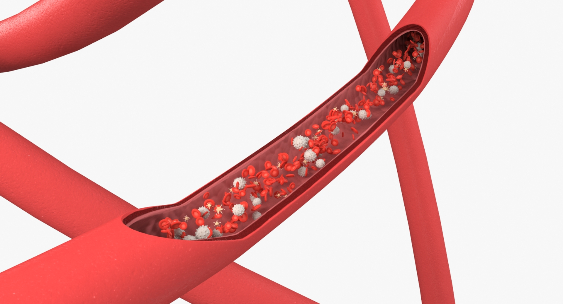 Bloodstream animation model - TurboSquid 1328009