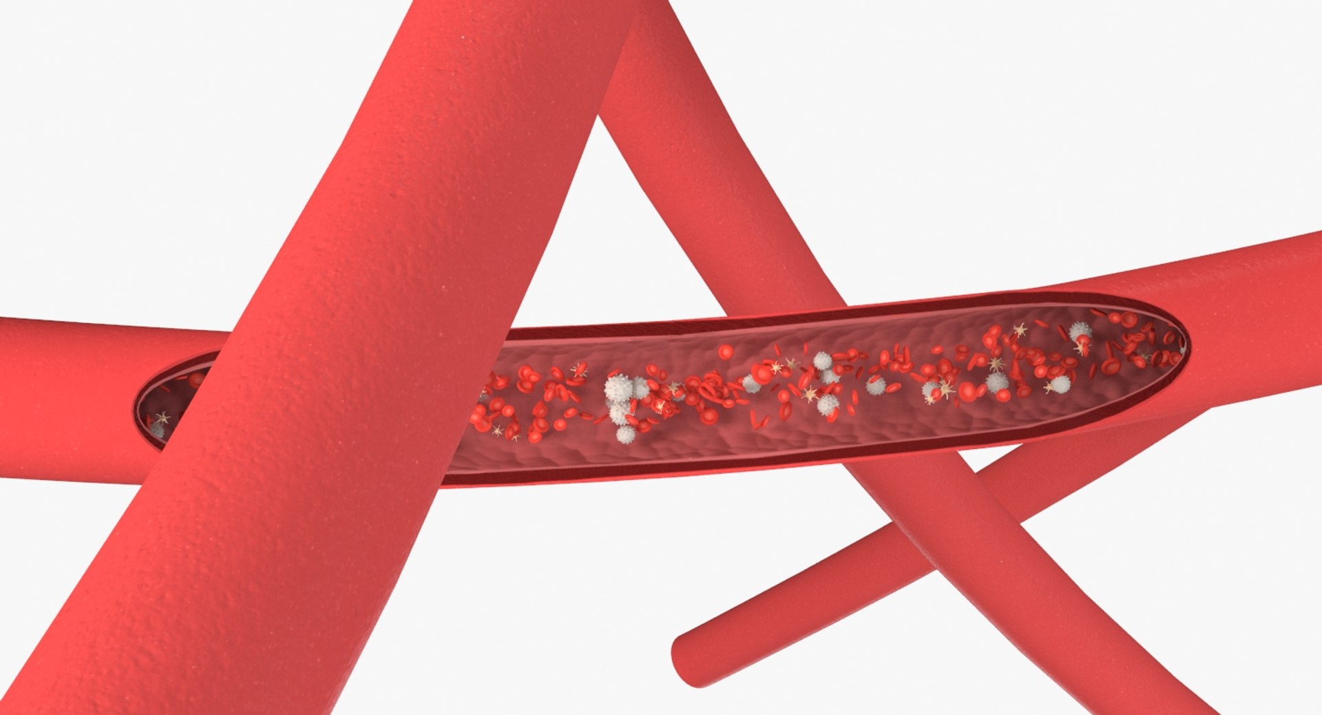 Bloodstream animation model - TurboSquid 1328009