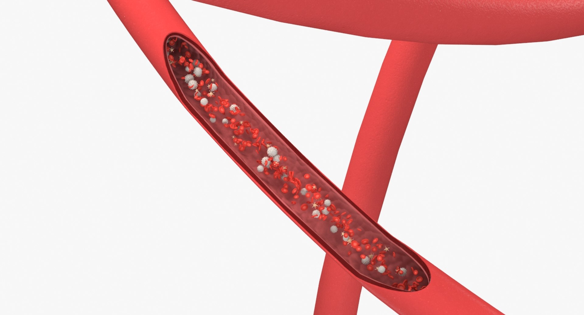 Bloodstream animation model - TurboSquid 1328009