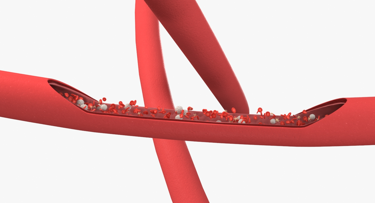 Bloodstream animation model - TurboSquid 1328009