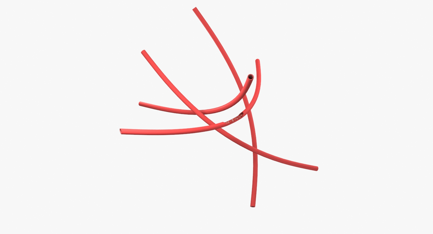 Bloodstream animation model - TurboSquid 1328009