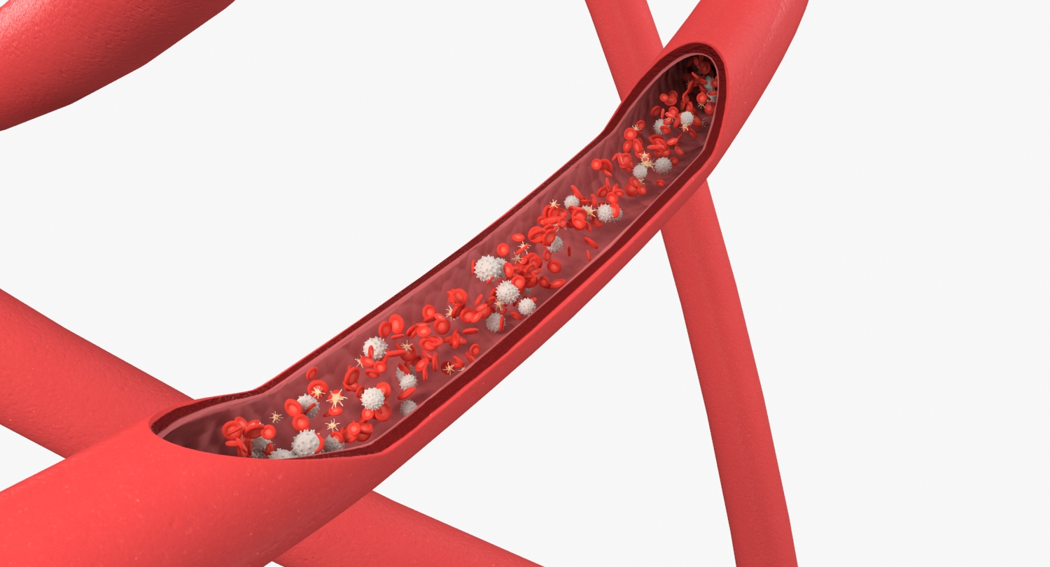 Bloodstream animation model - TurboSquid 1328009