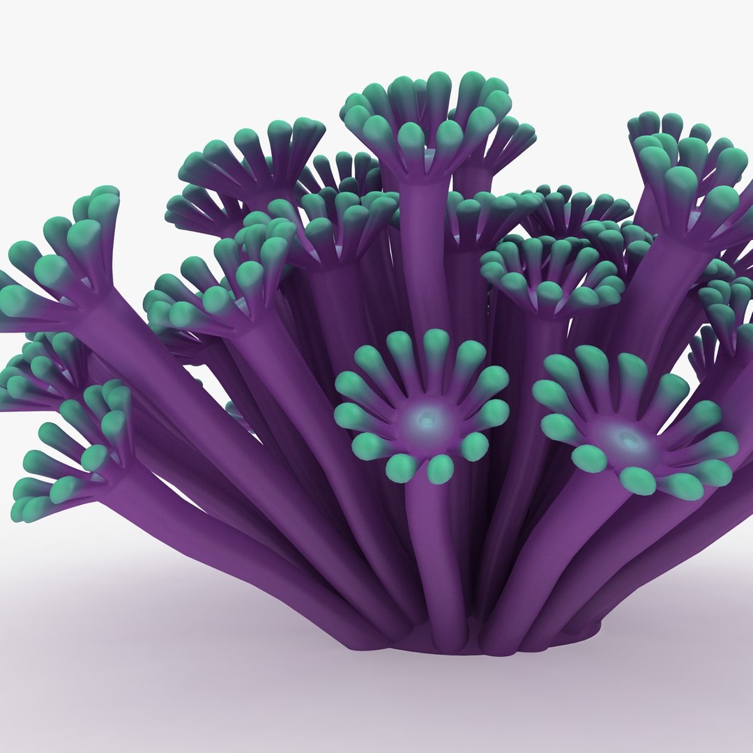 Poritidae Coral Animation 3d Max