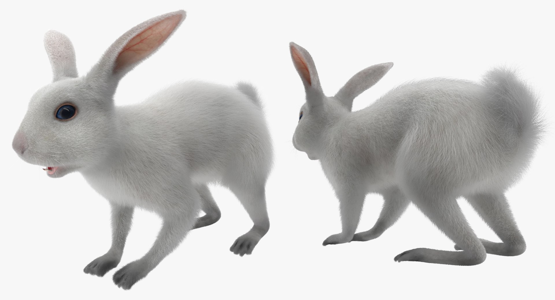 White Rabbit 3D Model - TurboSquid 1231536