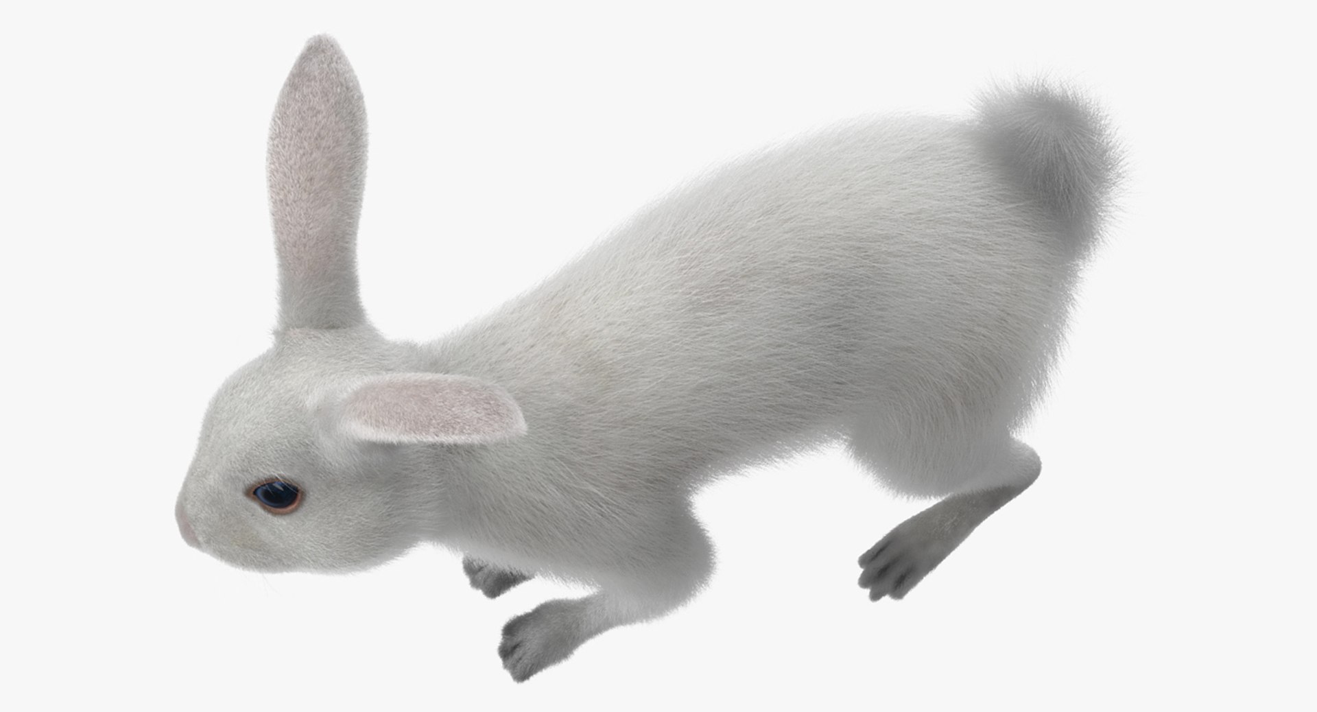 White Rabbit 3D Model - TurboSquid 1231536