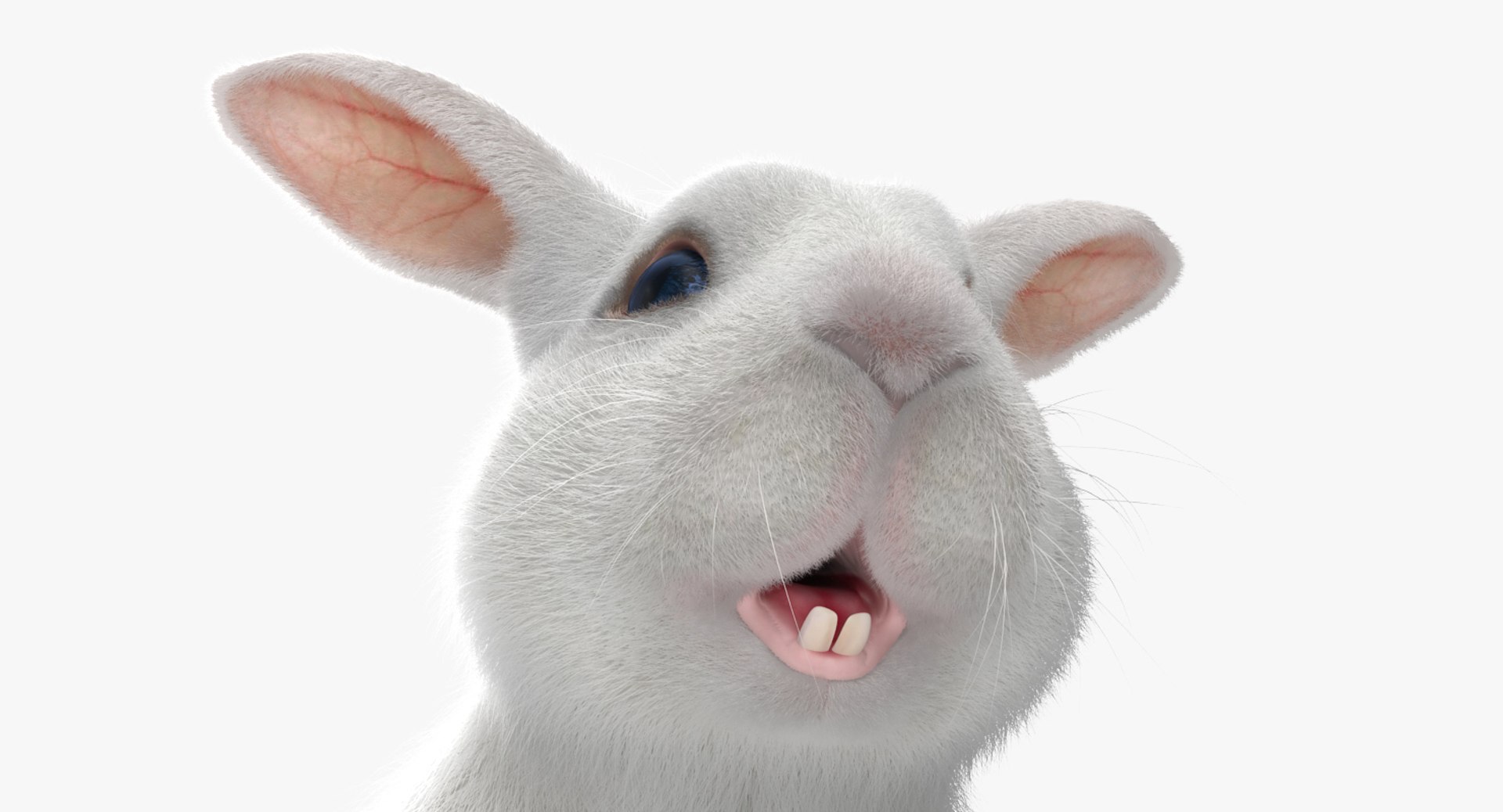 White Rabbit 3D Model - TurboSquid 1231536