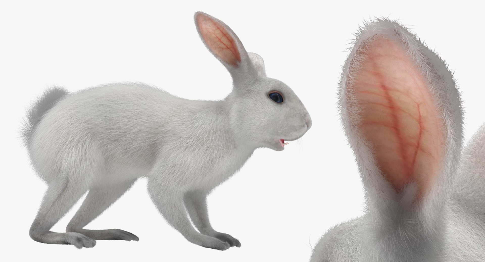 White Rabbit 3D Model - TurboSquid 1231536