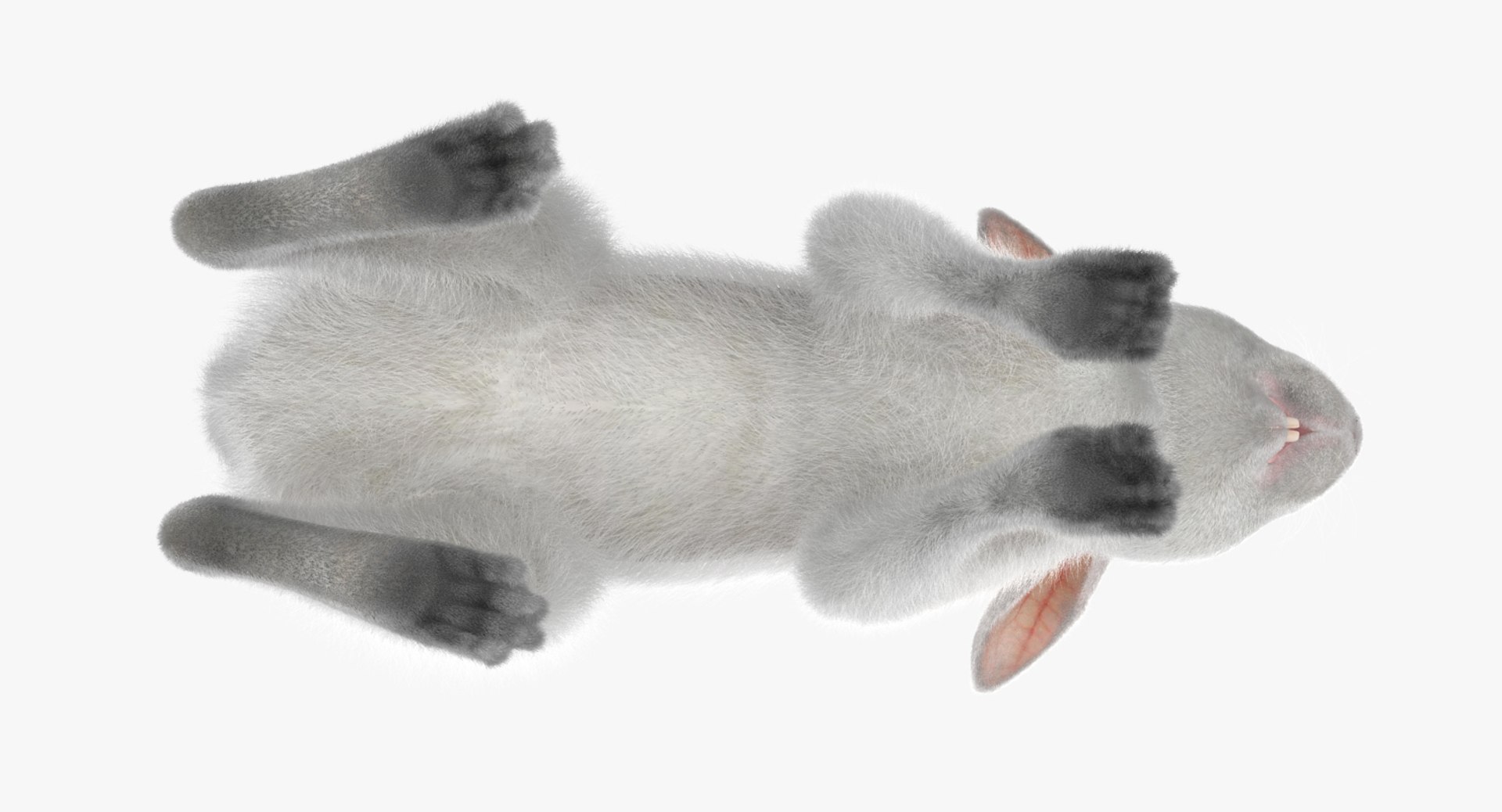 White Rabbit 3D Model - TurboSquid 1231536