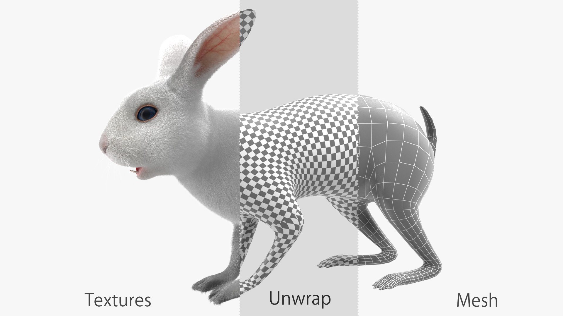 White Rabbit 3D Model - TurboSquid 1231536