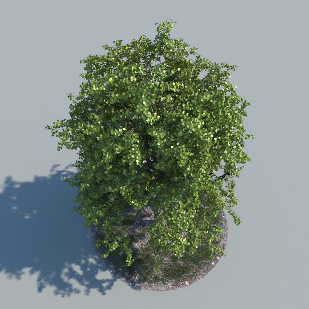 3d Realistic Linden Tree Leaf