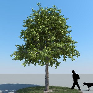 realistic linden tree leaf 3d model
