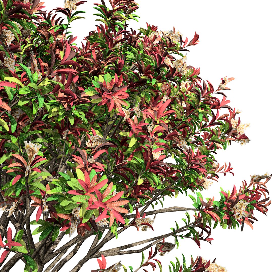 Loquat Tree 3D Model 3D - TurboSquid 2306892