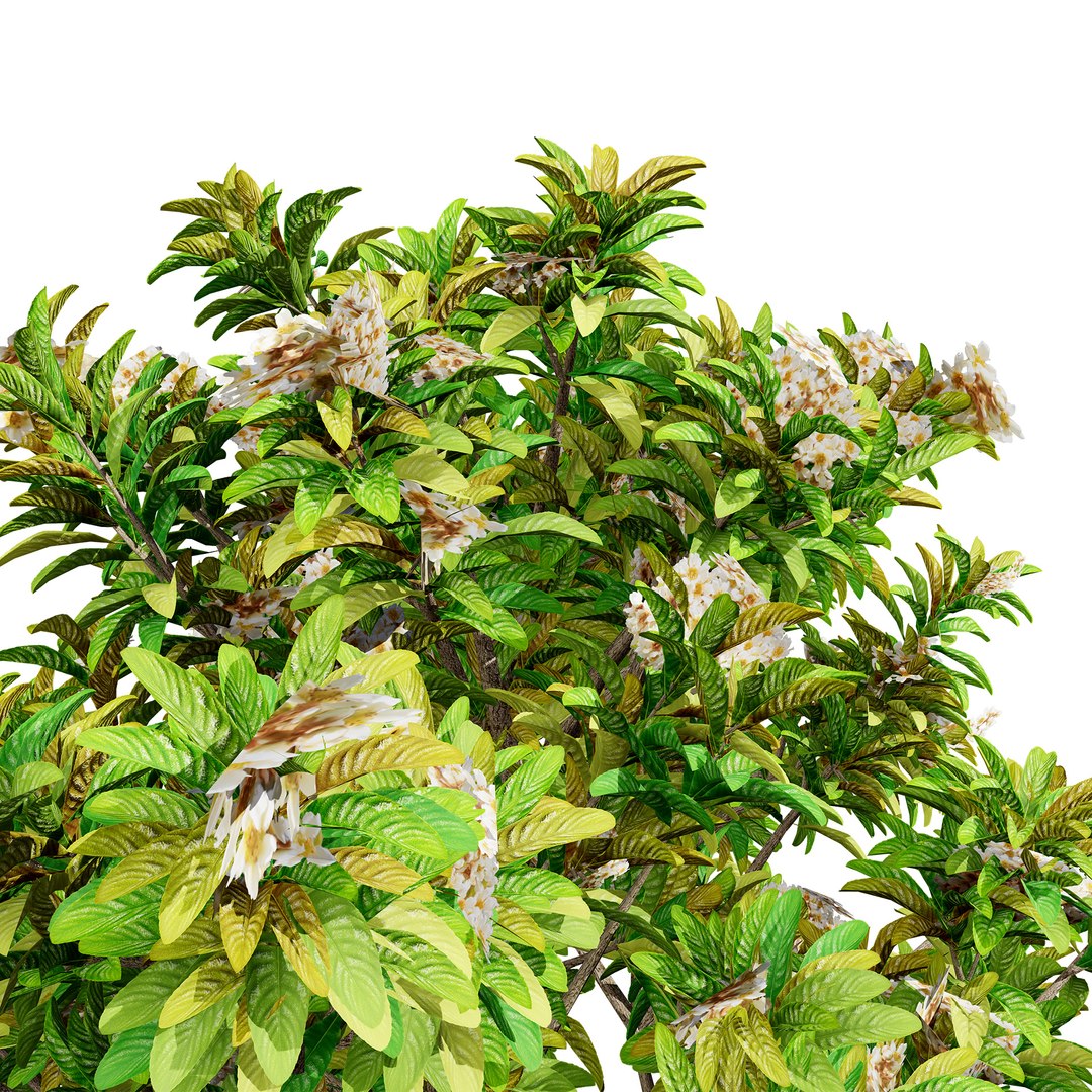 Loquat Tree 3D Model 3D - TurboSquid 2306892