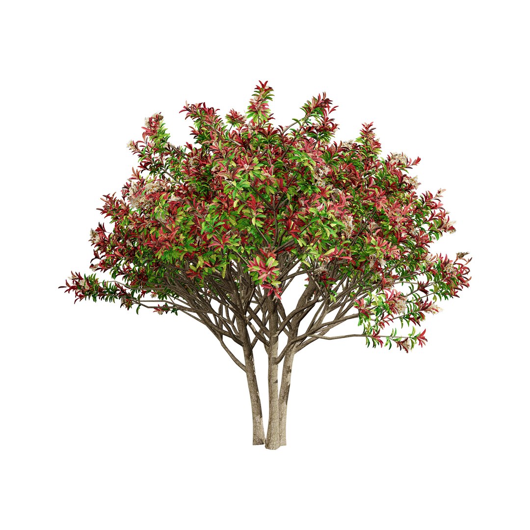 Loquat Tree 3D Model 3D - TurboSquid 2306892