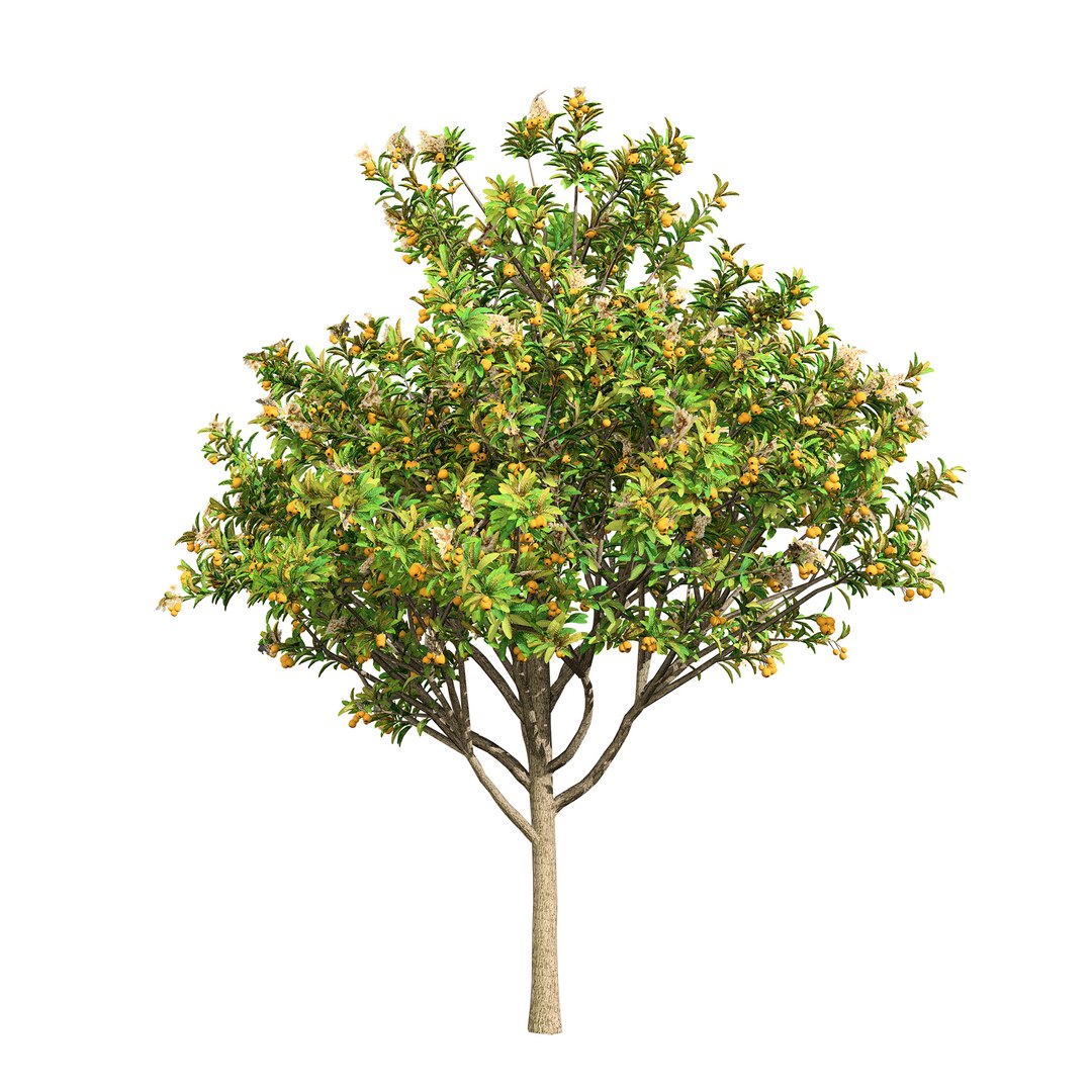 Loquat Tree 3D Model 3D - TurboSquid 2306892