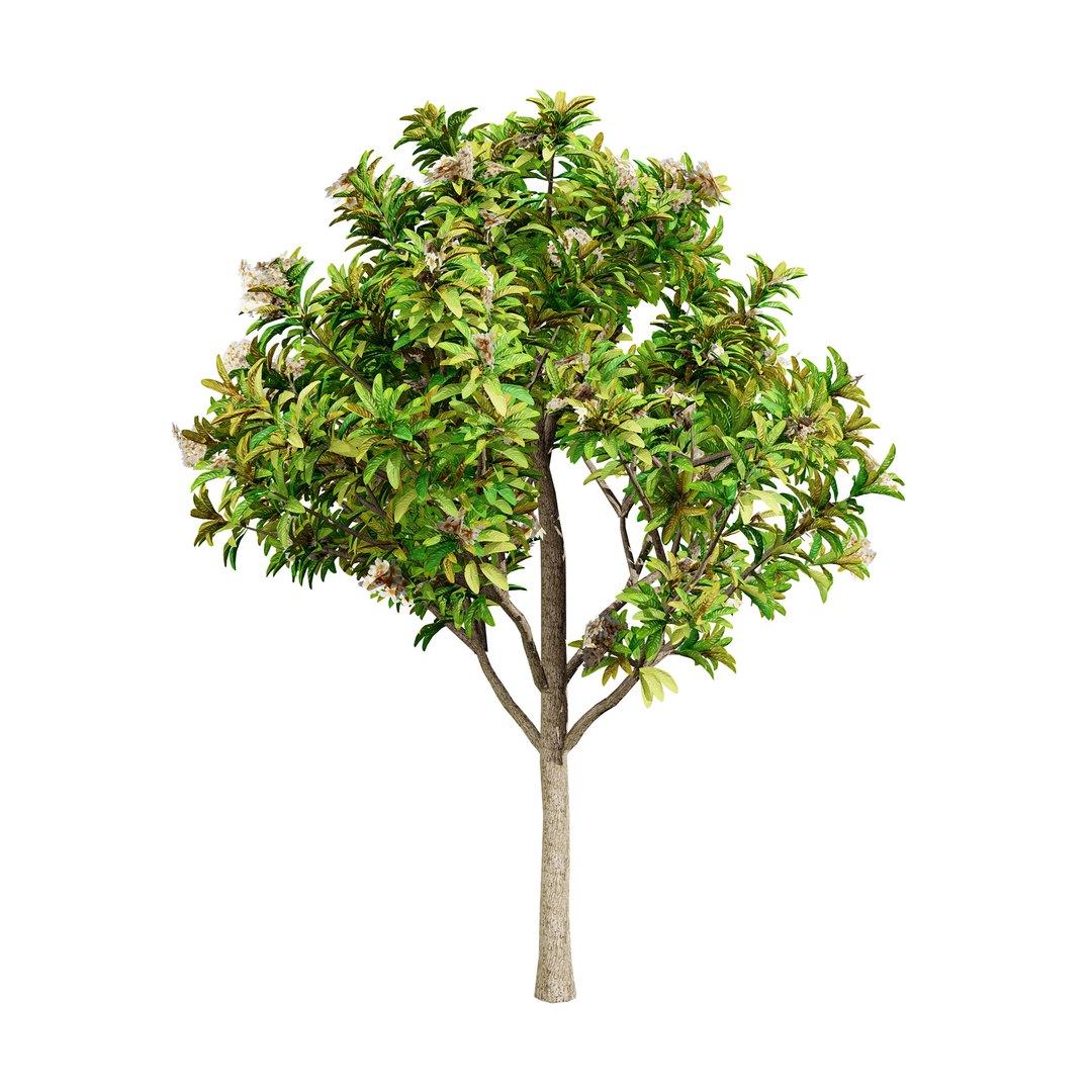 Loquat Tree 3D Model 3D - TurboSquid 2306892