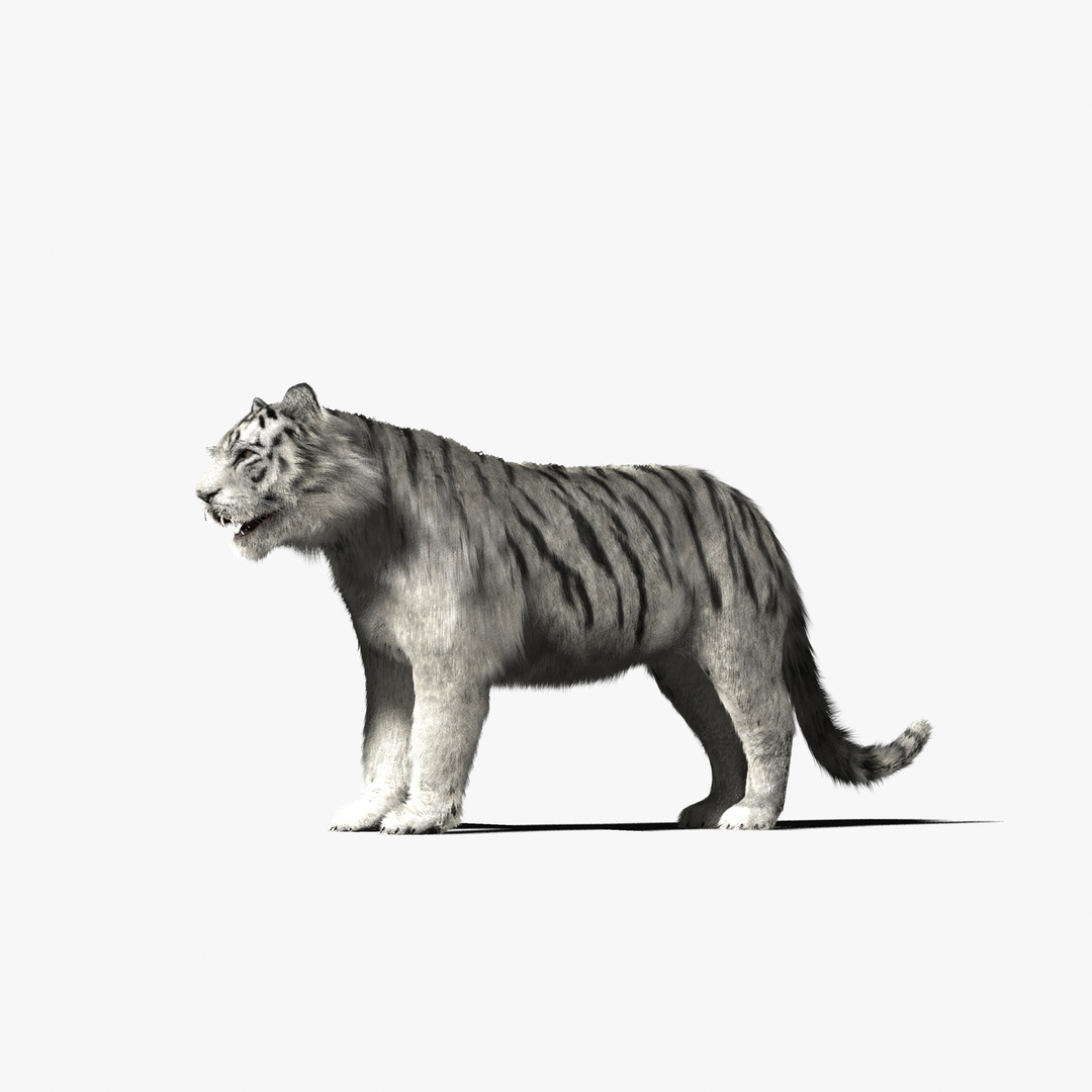 White Tiger Rigged 3ds