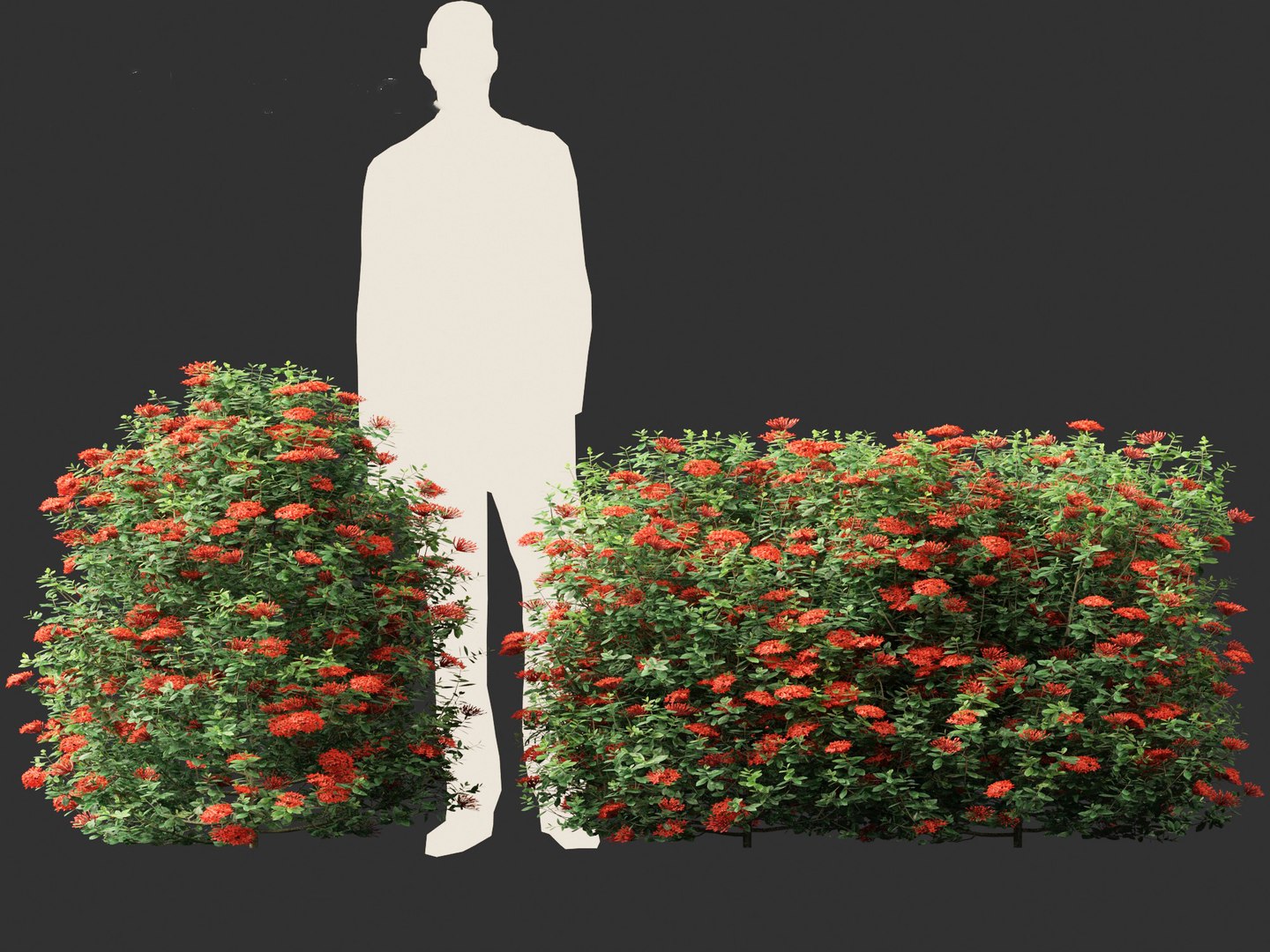 Ixora Taiwanensis - Dwarf Ixora Plant 3D Model - TurboSquid 2130130