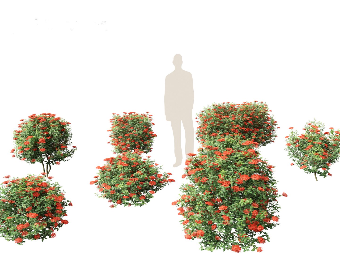 Ixora Taiwanensis - Dwarf Ixora Plant 3D Model - TurboSquid 2130130