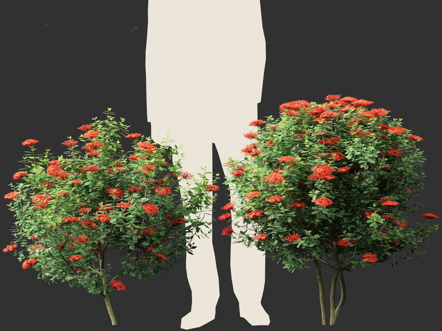 Ixora Taiwanensis - Dwarf Ixora Plant 3D Model - TurboSquid 2130130