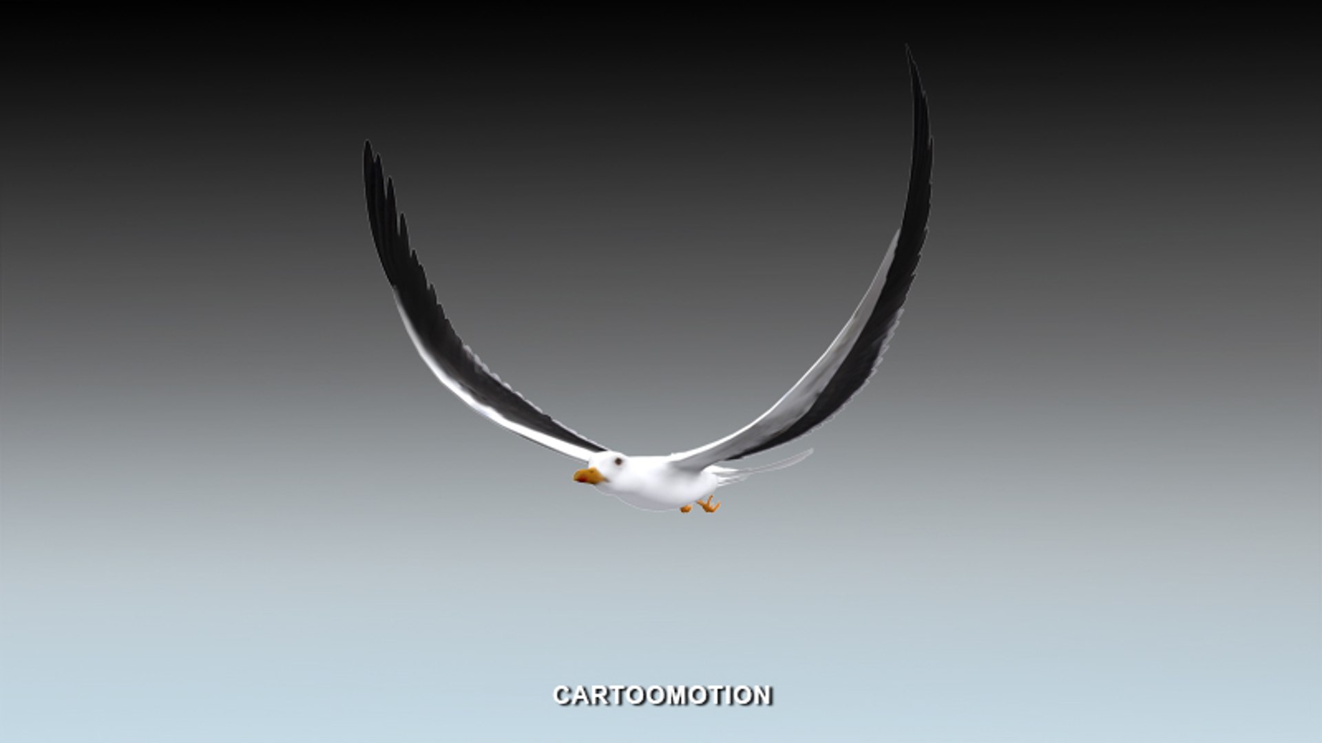 Seagull Animation 3d Model