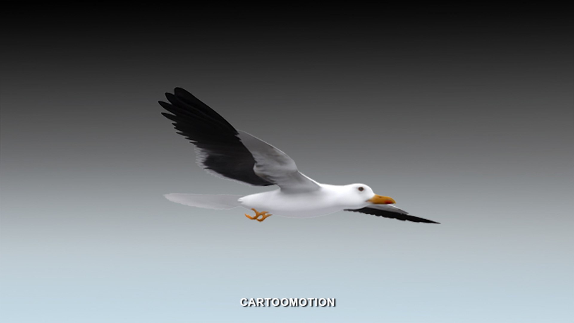 Seagull Animation 3d Model