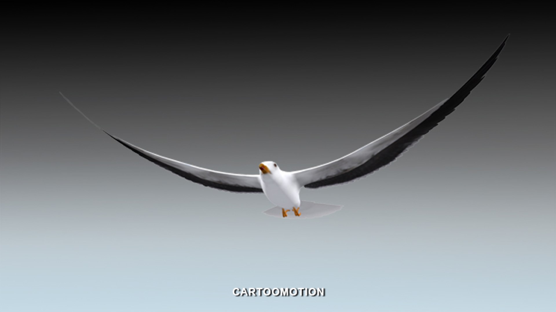 Seagull Animation 3d Model